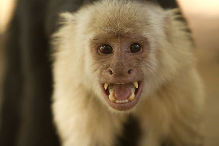 Brazilian capuchins have been using stone tools for years