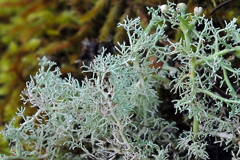 A third partner found in lichen symbiosis