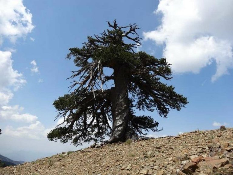 Scientists find the oldest known European tree in a Greek forest