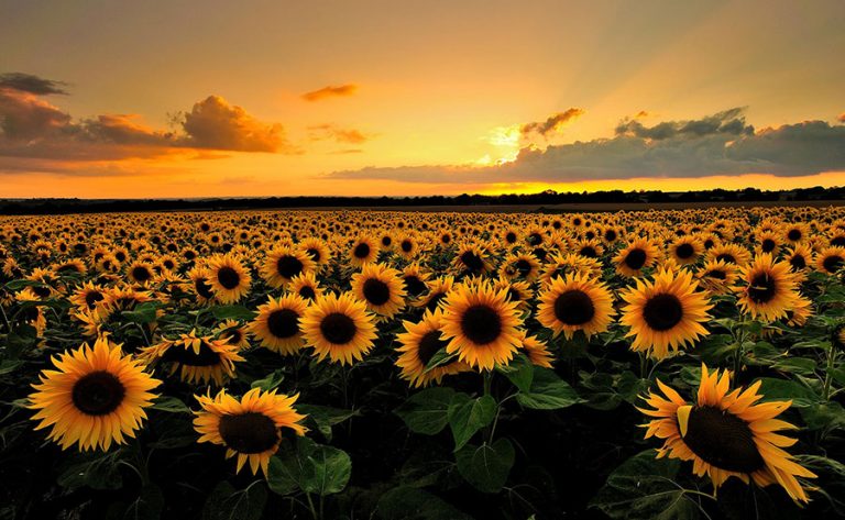 Why do sunflowers follow the sun and reorient at night?