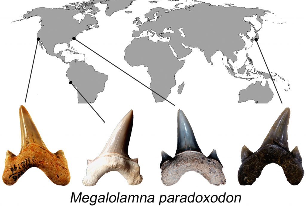 Meet the prehistoric competitor of white sharks