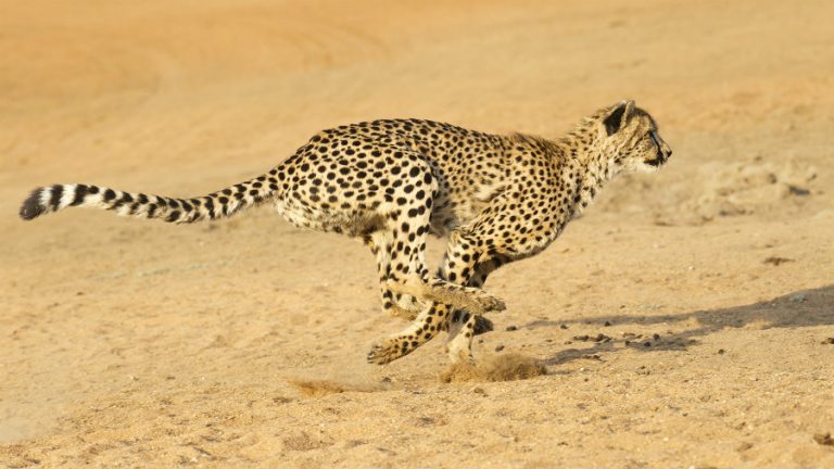 From Vulnerable to Endangered: Cheetah numbers decrease globally