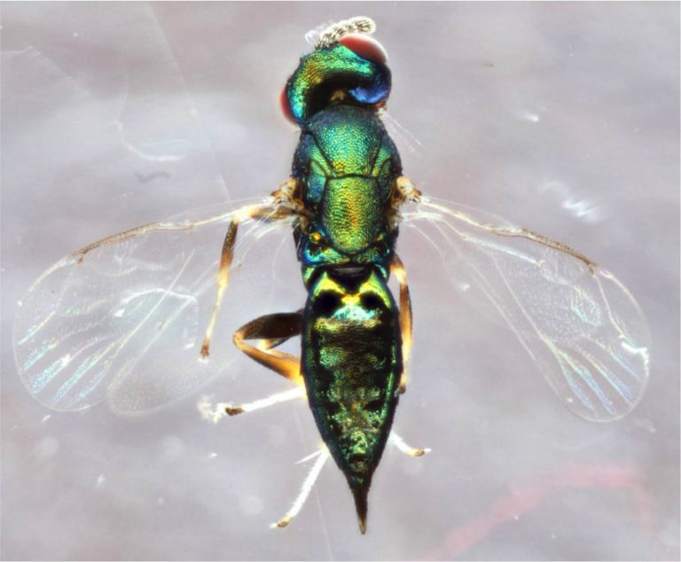 Crypt-keeper wasps named after the Egyptian God of evil and chaos