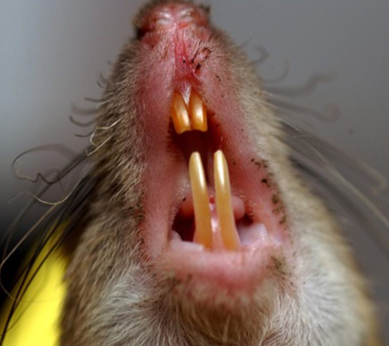 Strange rat-linked virus infects 8 U.S. people