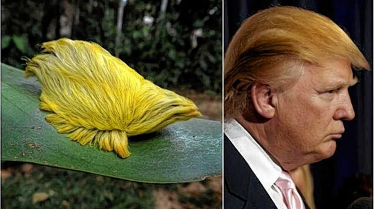 Small moth is named after Donald Trump
