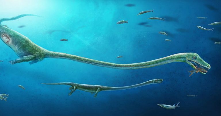 Scientists discover fossil of a pregnant 245 million-year-old marine ...