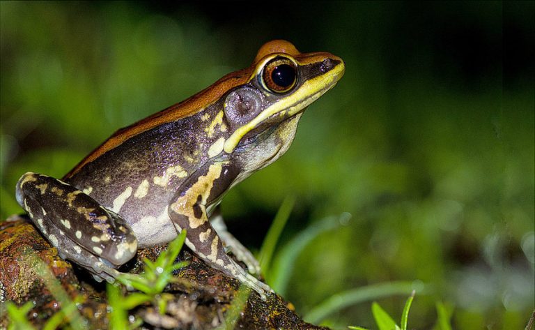 Frog mucus could be used to develop anti-microbial drugs