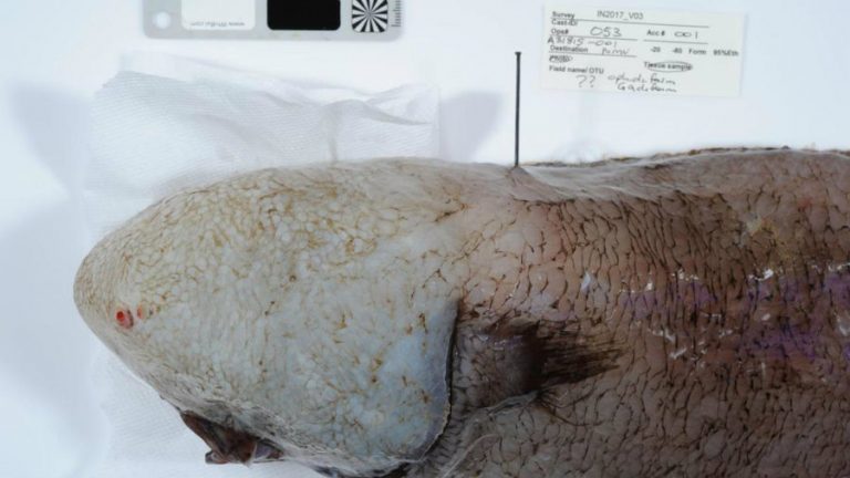 Faceless fish found 13,000-feet deep in Australian waters