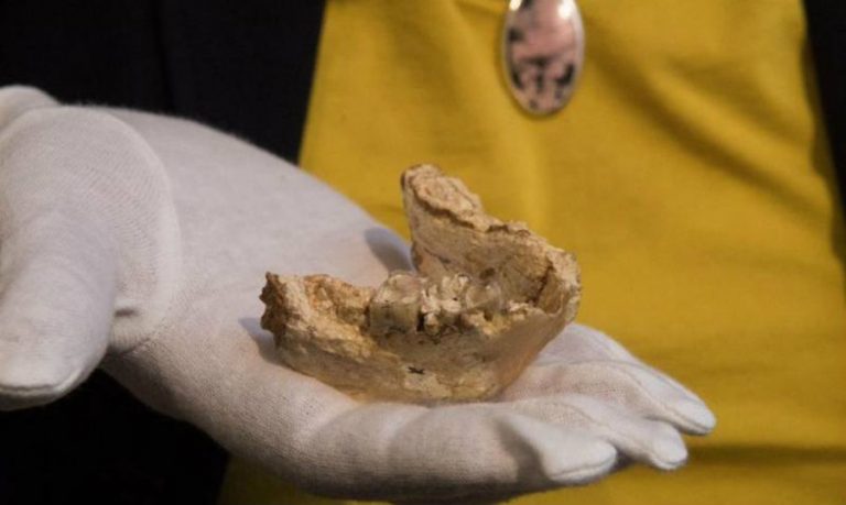 Earliest human ancestor may have originated in Europe, not Africa