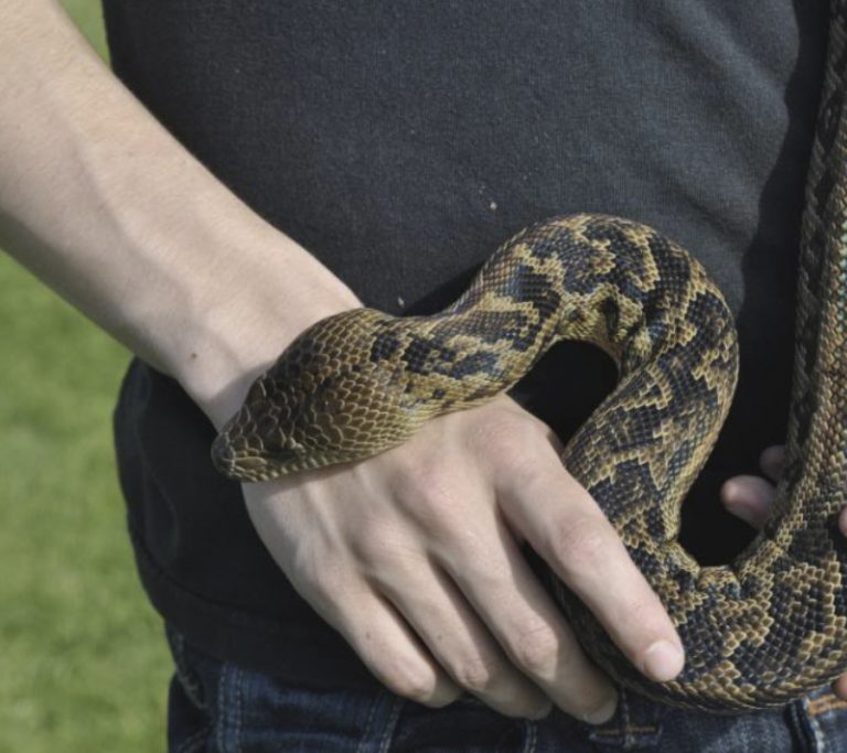 The Cuban boa snake coordinates attacks with other snakes
