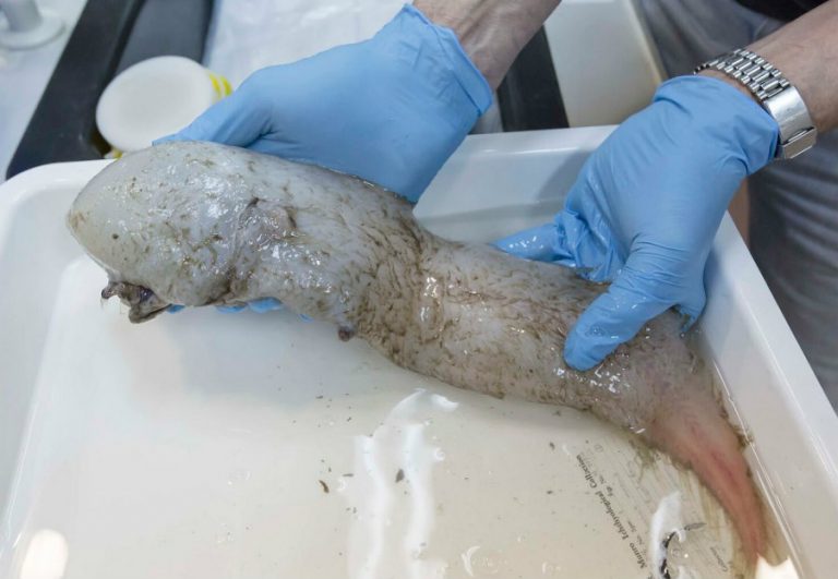 Scientists found dozens of odd-looking deep sea creatures off the coast ...