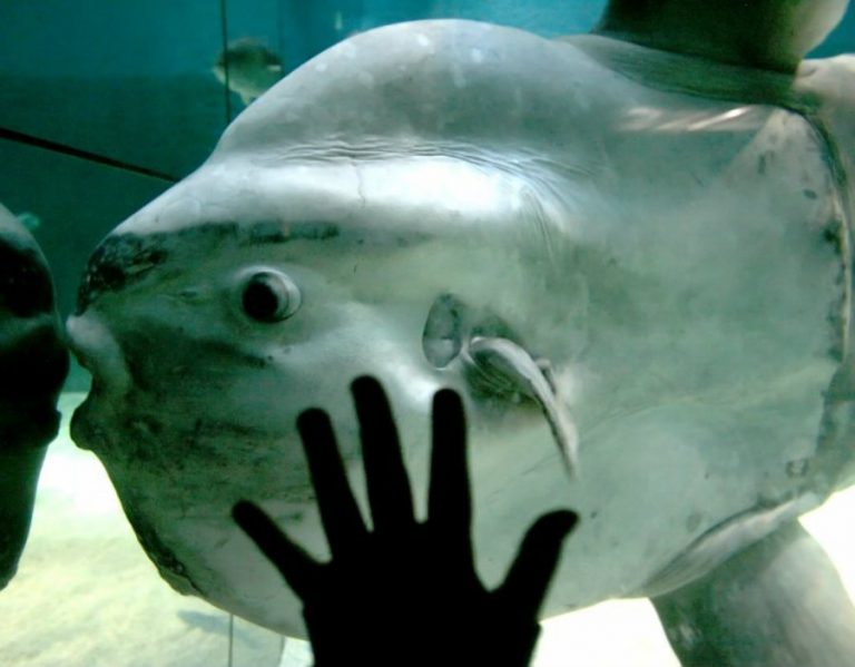 Researchers find new enourmous ocean sunfish species in the Pacific Ocean