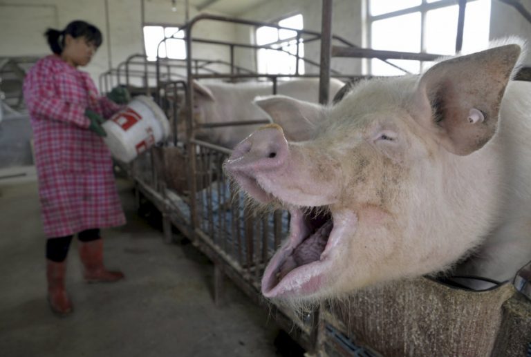 About 300 pigs will be slaughtered after swine influenza is detected in ...