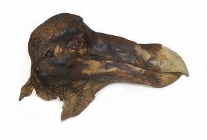 Paleontologists solve the mystery about the life of the dodo