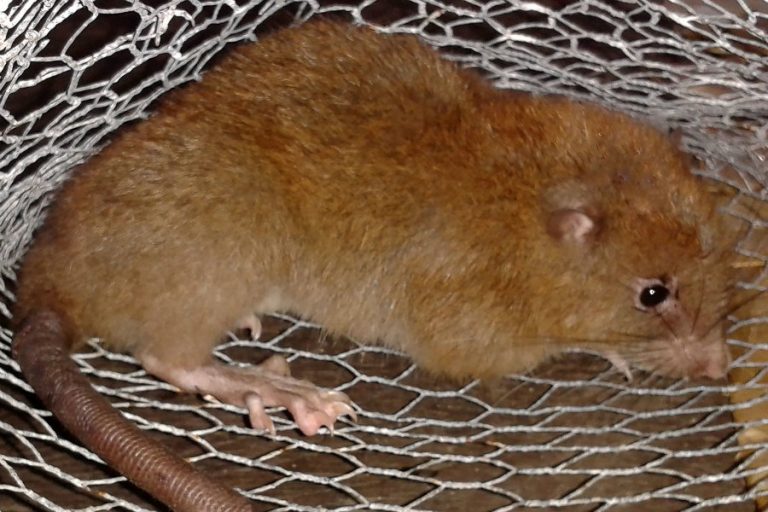 A giant rat has been found in Solomon Islands