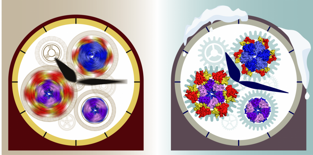 Nobel Prize winners discover mechanisms behind the biological clock