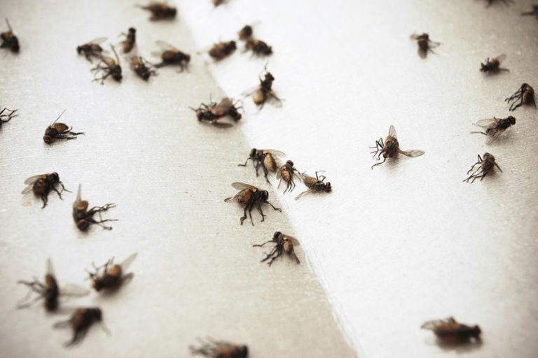 Common flies carry hundreds of diseases, a study says