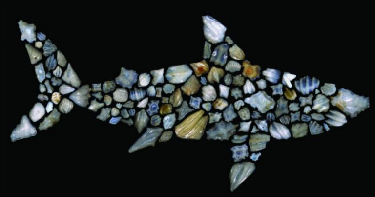 90% of Prehistoric Sharks Died Off 19 Million Years Ago; Scientists Don ...